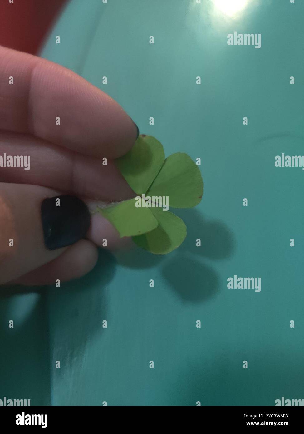 Helicopter Ferns (Marsilea) Plantae Stock Photo - Alamy