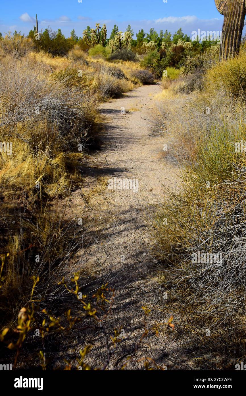 Arizona arroyo dry stream bed that provides a temporary drainage ...
