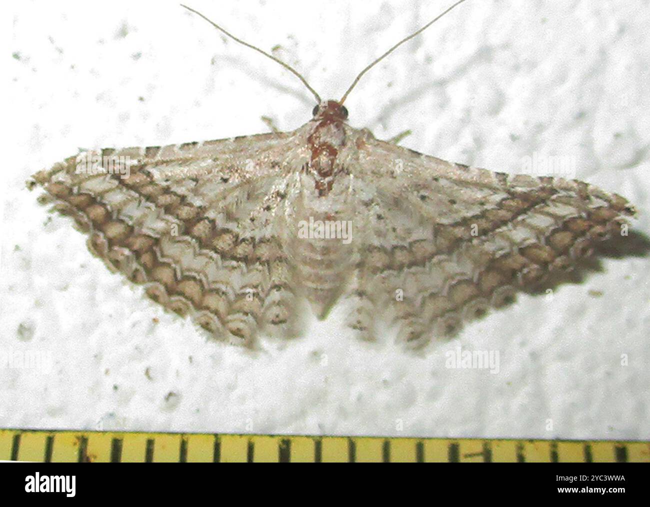 Many plumed moths hi-res stock photography and images - Alamy