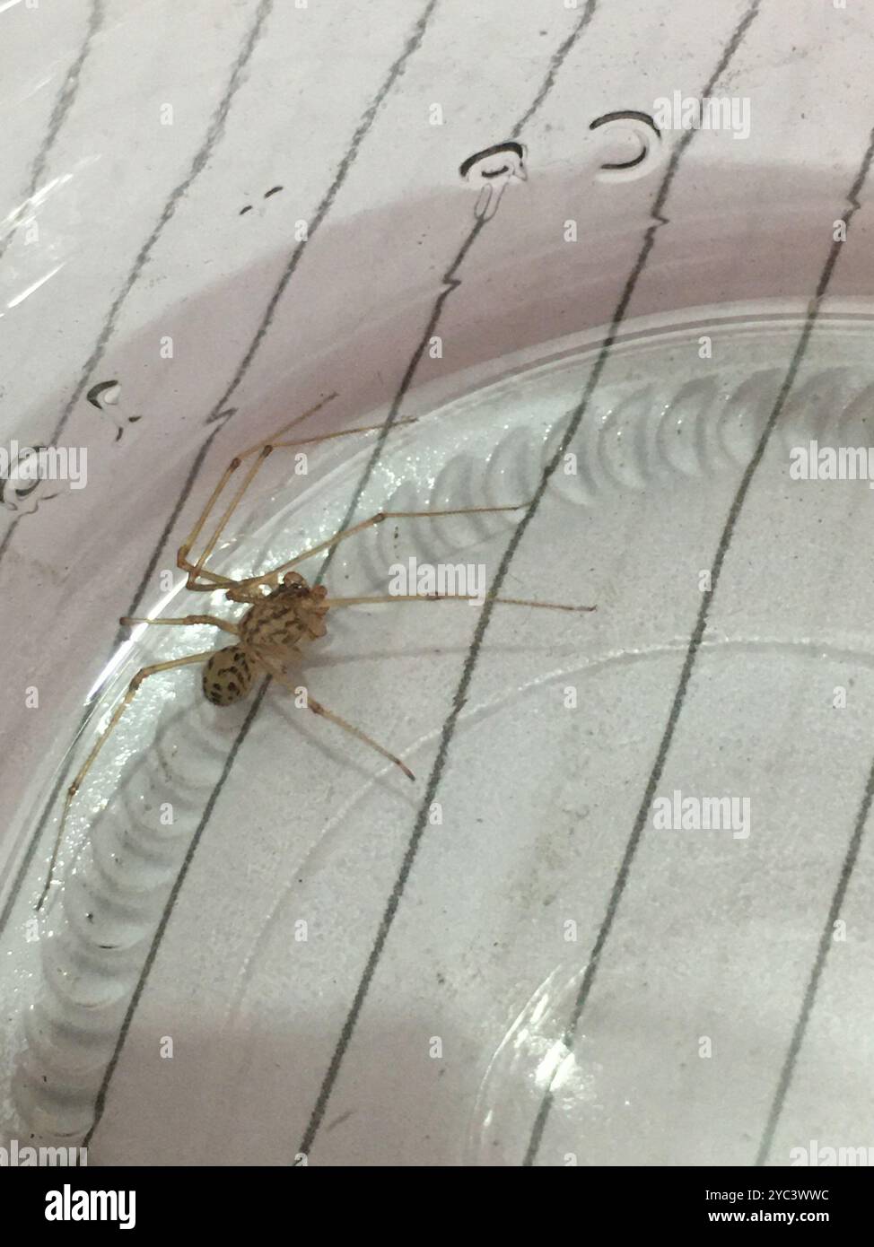 Univittata hi-res stock photography and images - Alamy