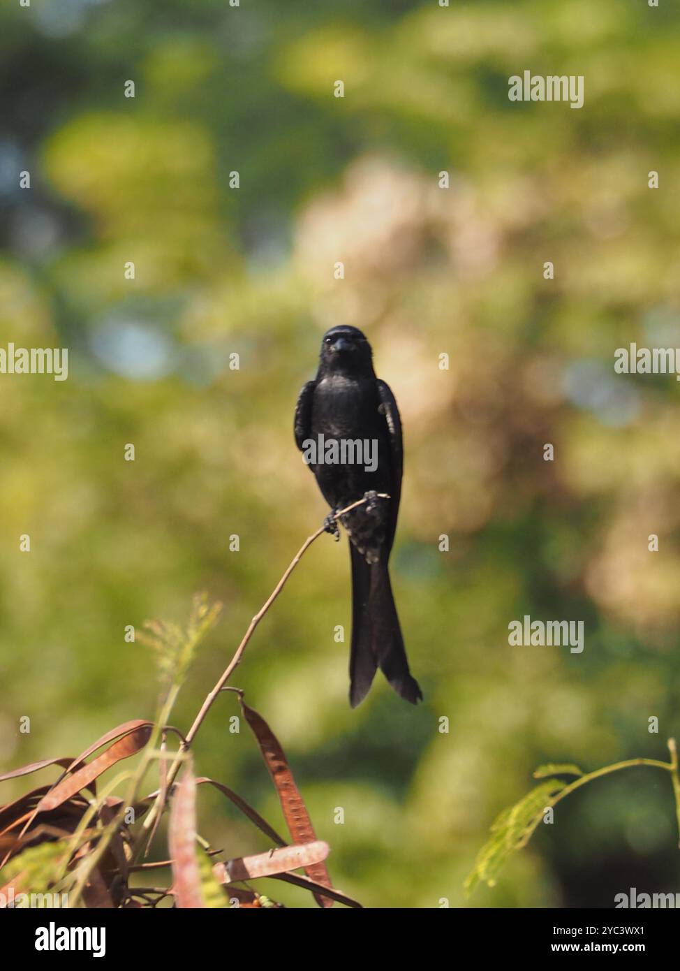Taiwan black drongo (Dicrurus macrocercus harterti) Aves Stock Photo ...