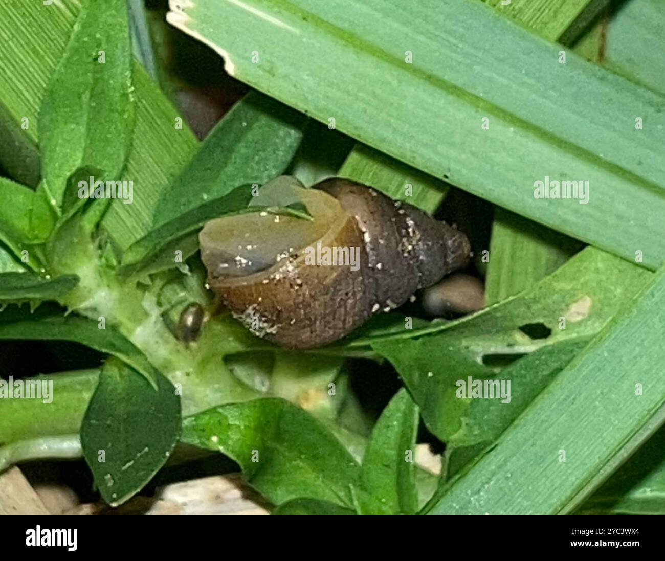 West Indian Bulimulus (Bulimulus guadalupensis) Mollusca Stock Photo ...