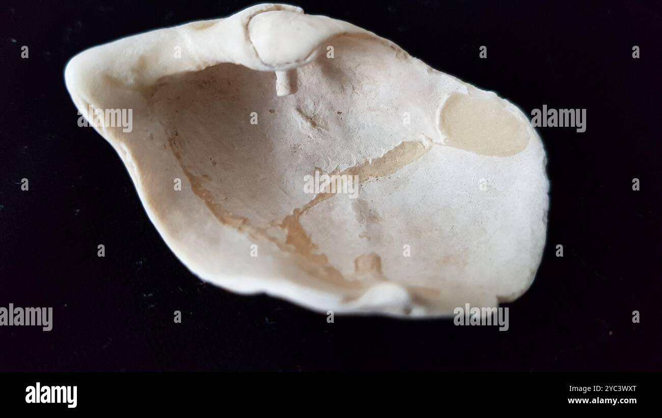 Zirfaea crispata hi-res stock photography and images - Alamy