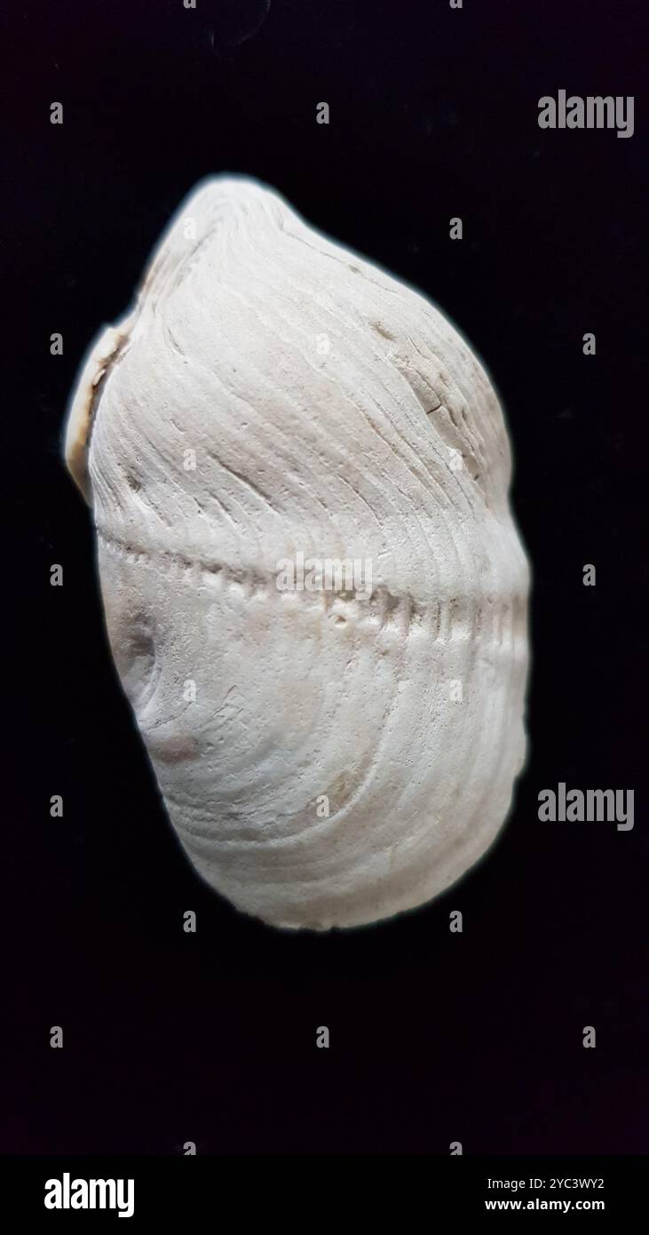 Zirfaea crispata hi-res stock photography and images - Alamy