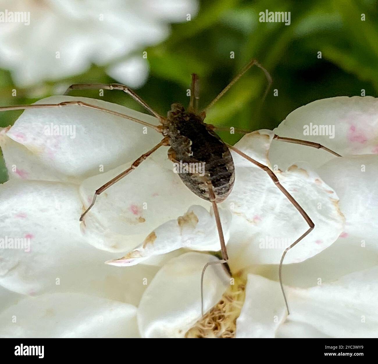 European Harvestman (Phalangium opilio) Arachnida Stock Photo - Alamy