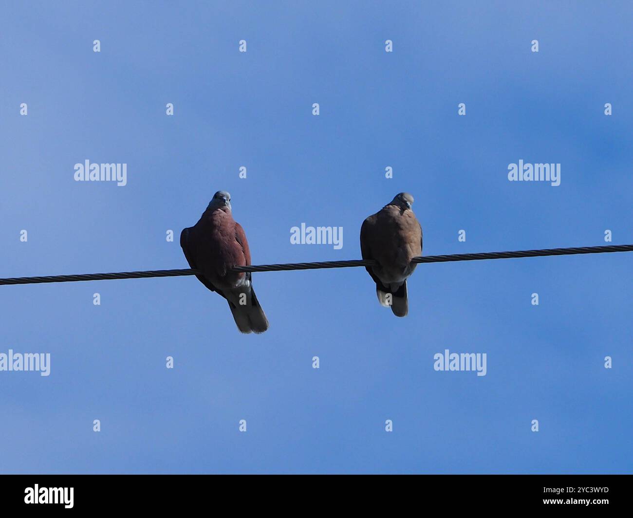 Red Collared-Dove (Streptopelia tranquebarica) Aves Stock Photo - Alamy