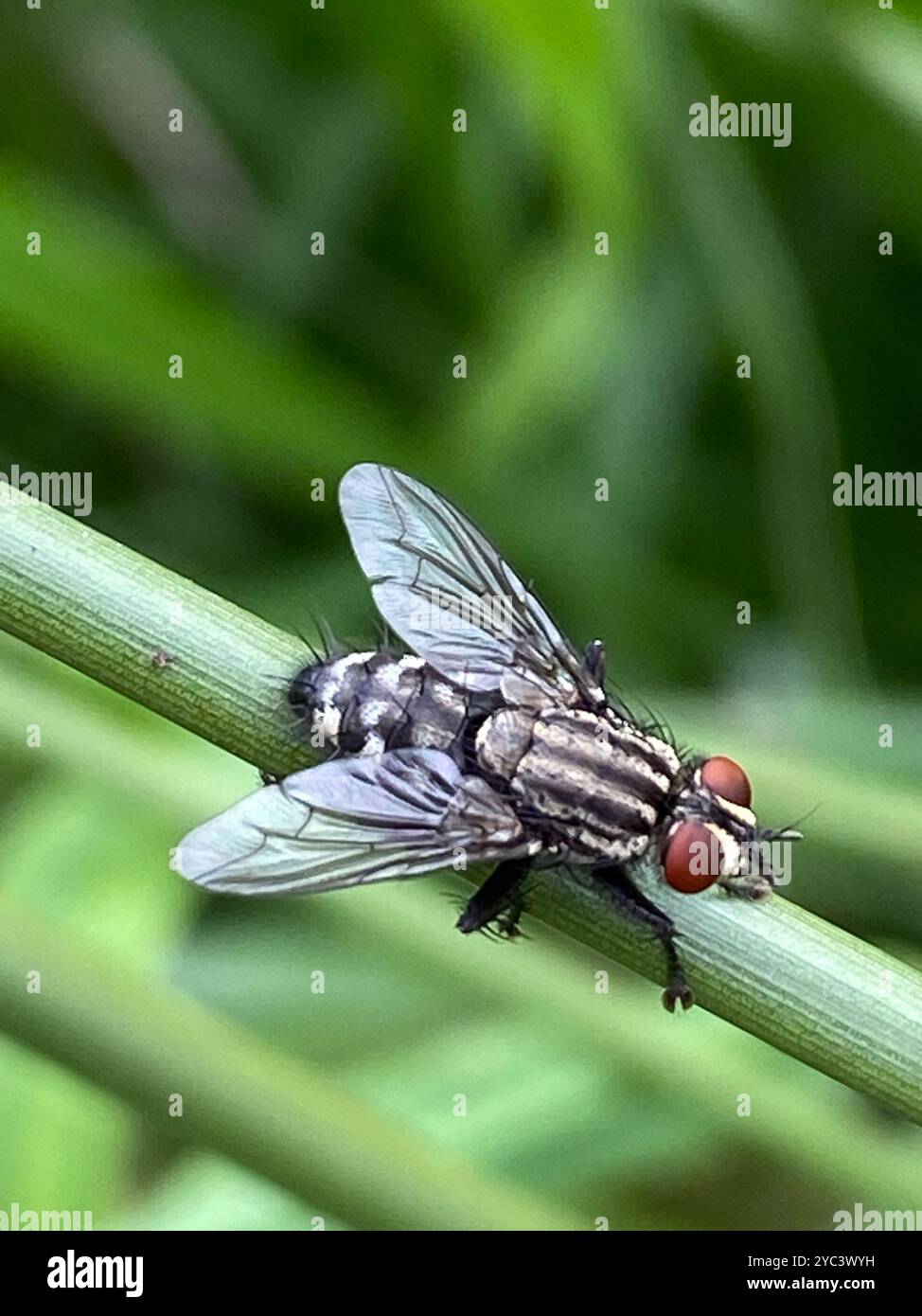 Common Flesh Flies (Sarcophaga) Insecta Stock Photo - Alamy