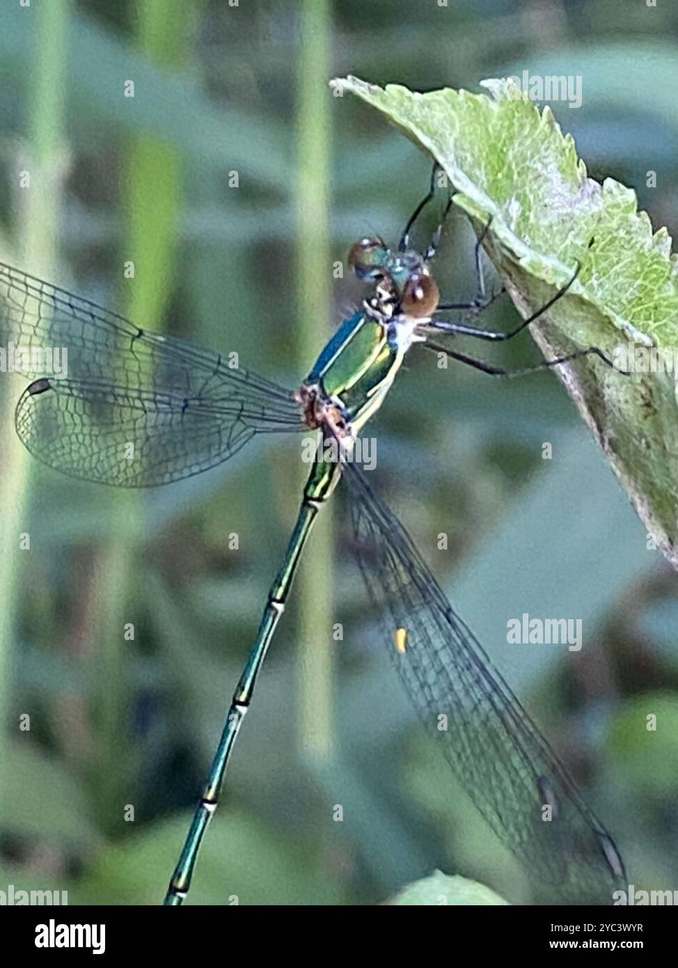 Western Willow Spreadwing (Chalcolestes viridis) Insecta Stock Photo ...