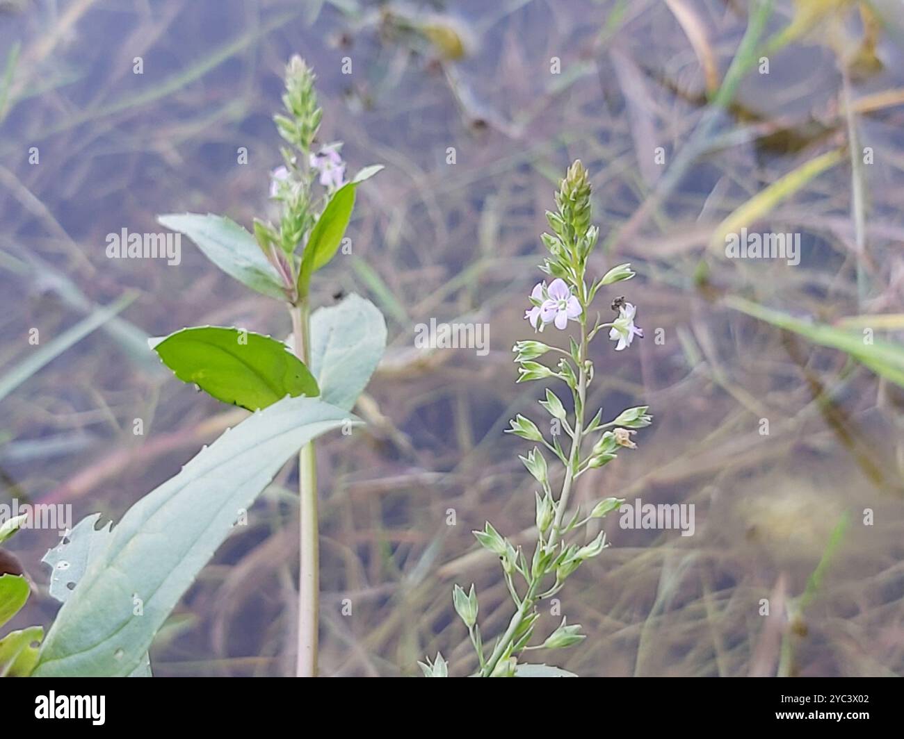 blue water-speedwell (Veronica anagallis-aquatica) Plantae Stock Photo ...