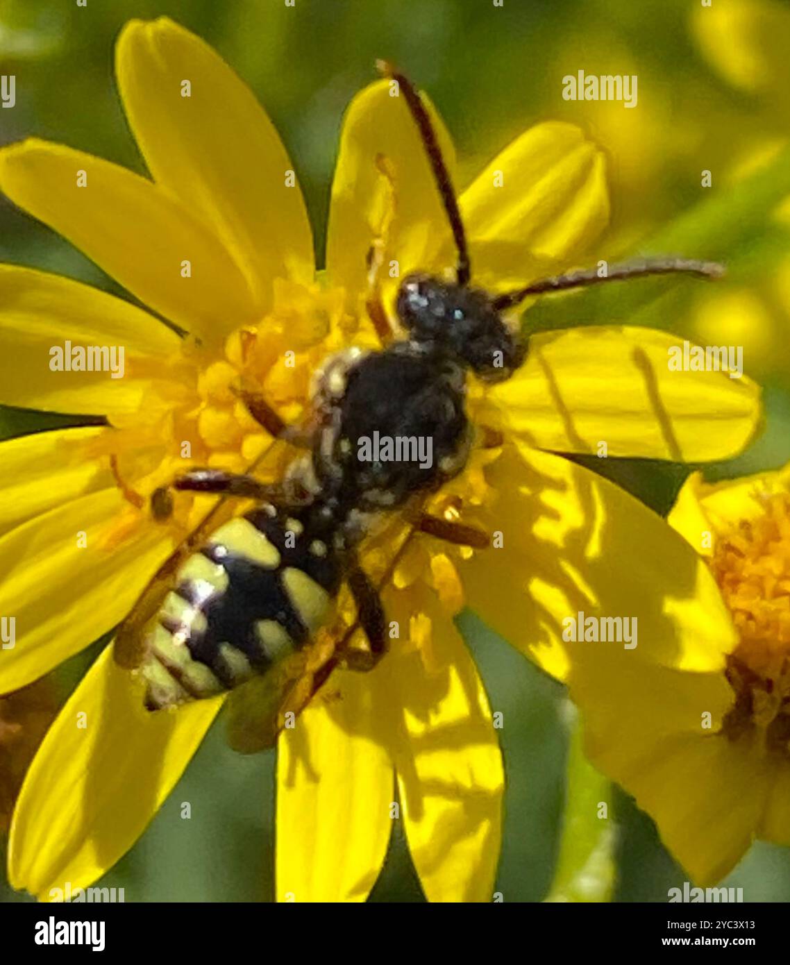 Nomad Bees (Nomada) Insecta Stock Photo - Alamy