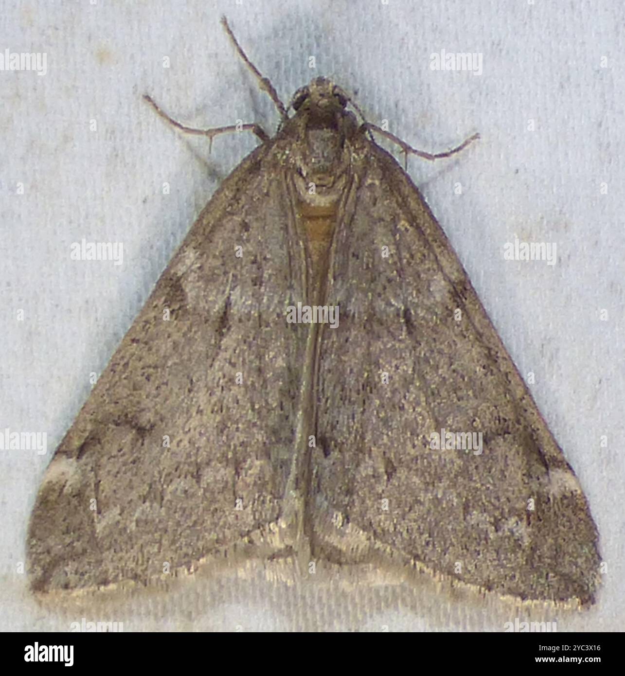 Fall Cankerworm Moth (Alsophila pometaria) Insecta Stock Photo - Alamy