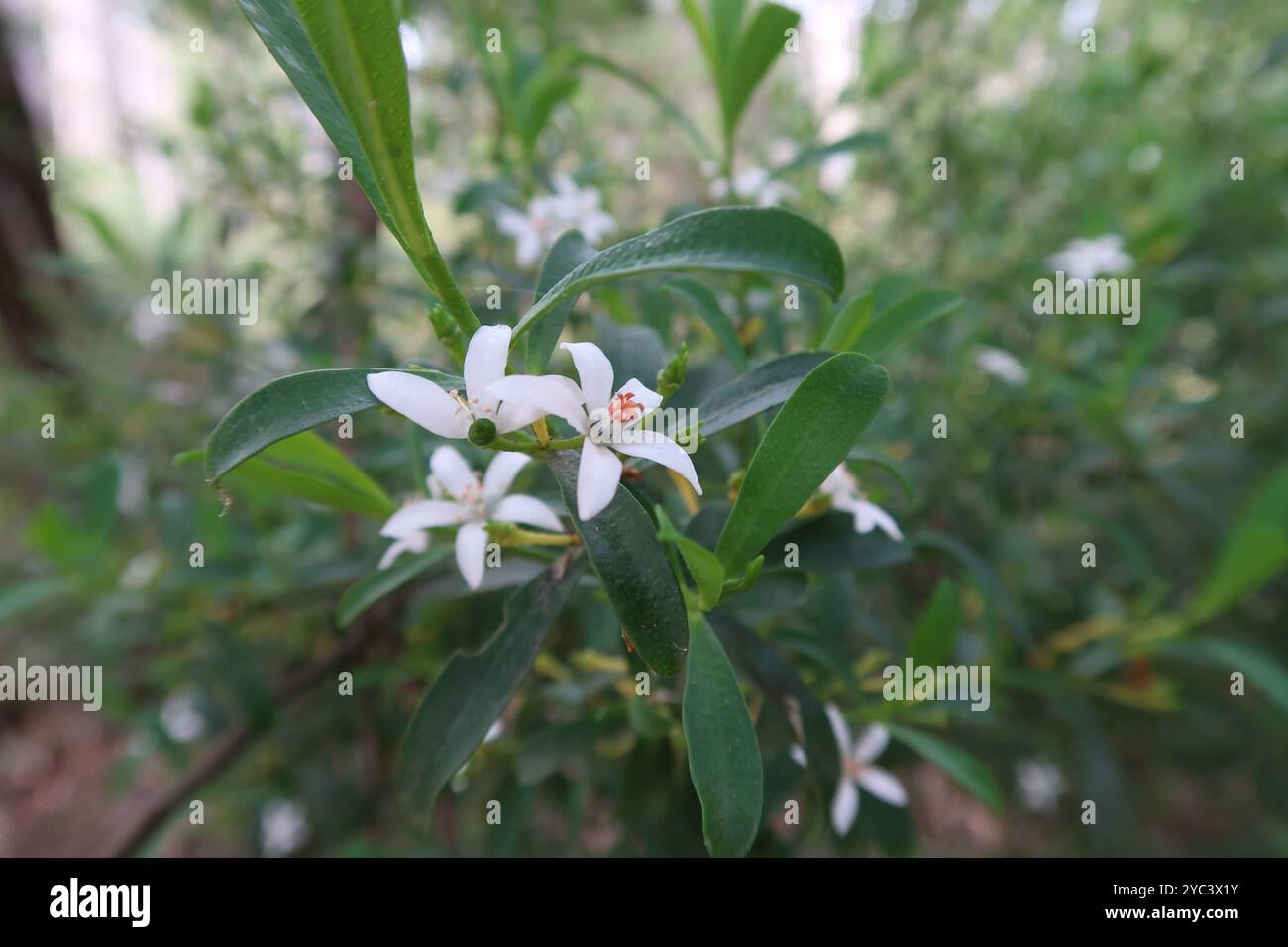 Tasmanian wax-flower (Philotheca virgata) Plantae Stock Photo - Alamy