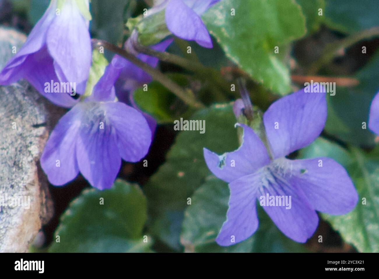 Le Conte's Violet (Viola affinis) Plantae Stock Photo - Alamy