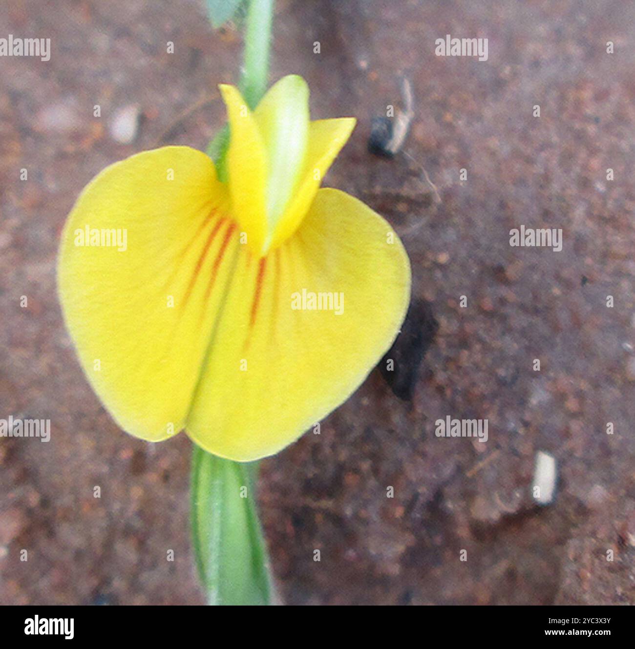 Caterpillar Beans (Zornia) Plantae Stock Photo - Alamy