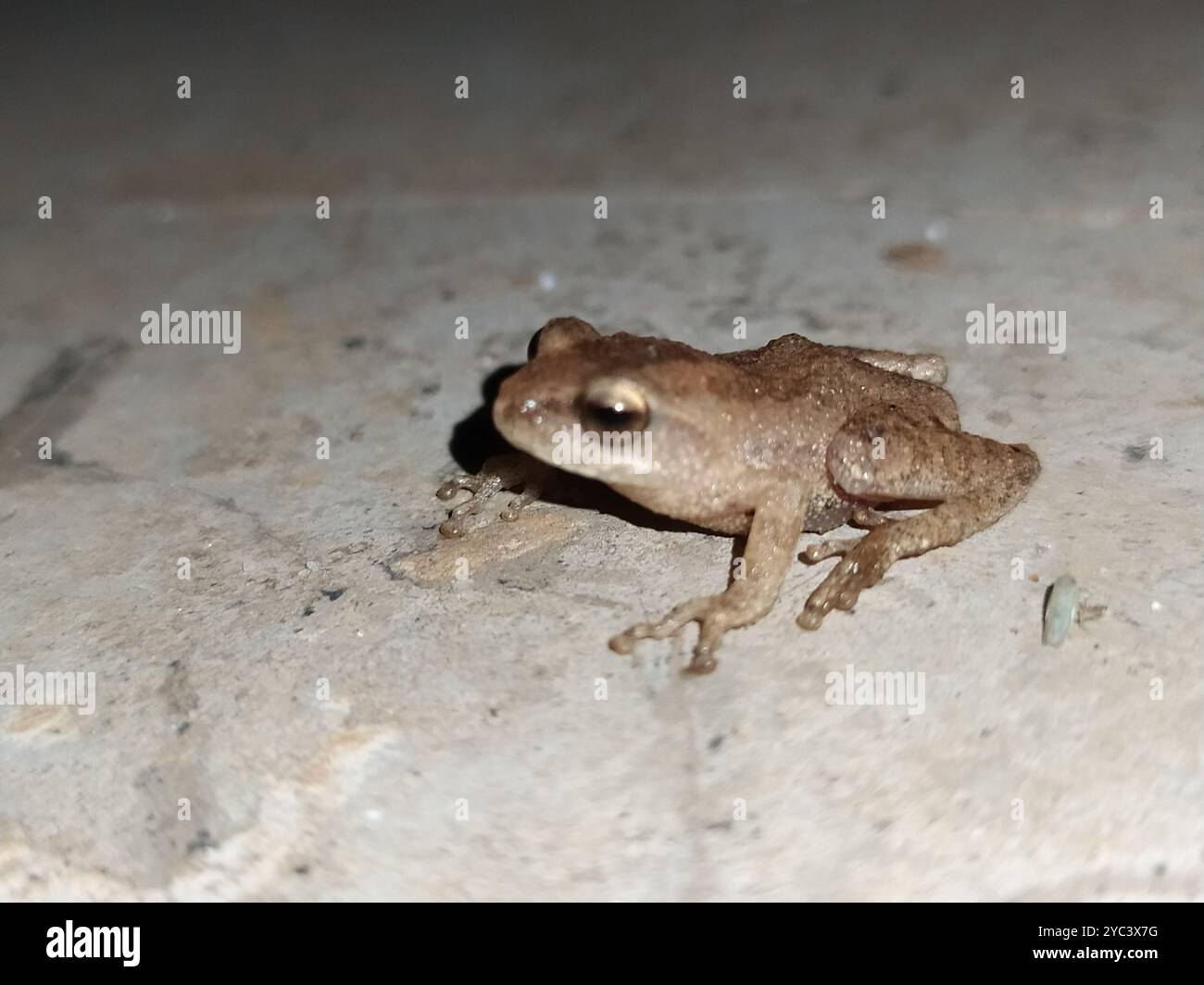 Kudremukh Bush Frog (Raorchestes tuberohumerus) Amphibia Stock Photo ...