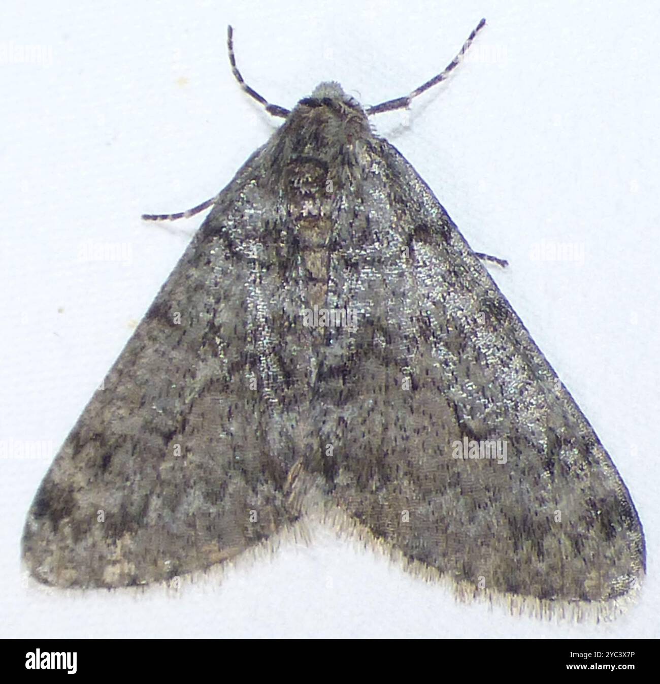 Toothed Phigalia Moth (Phigalia denticulata) Insecta Stock Photo - Alamy