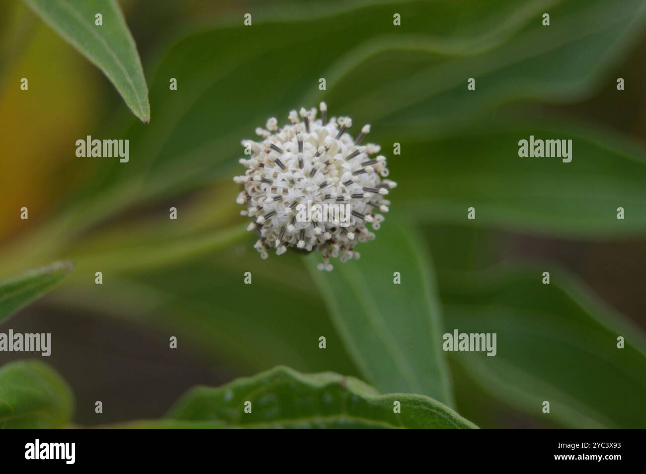 (Scalesia pedunculata) Plantae Stock Photo - Alamy