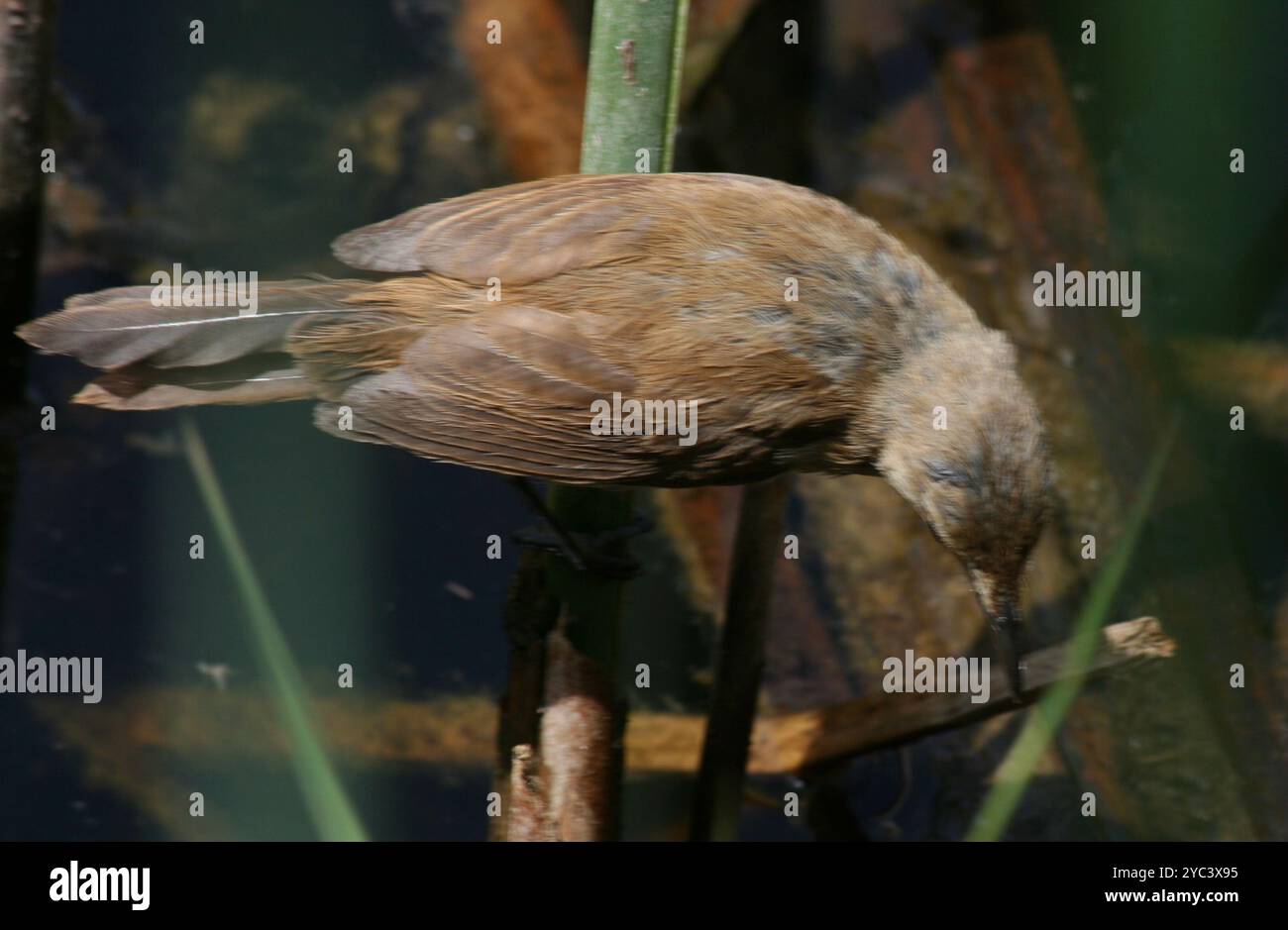 African Reed Warbler (Acrocephalus scirpaceus baeticatus) Aves Stock ...