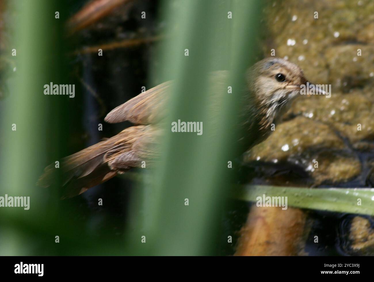 African Reed Warbler (Acrocephalus scirpaceus baeticatus) Aves Stock ...