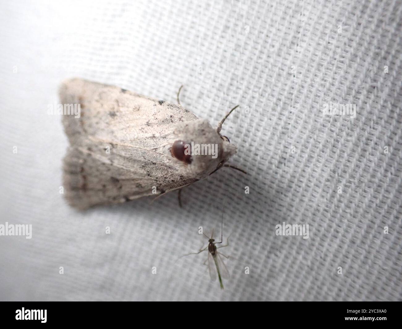 Owlet Moths and Allies (Noctuoidea) Insecta Stock Photo - Alamy