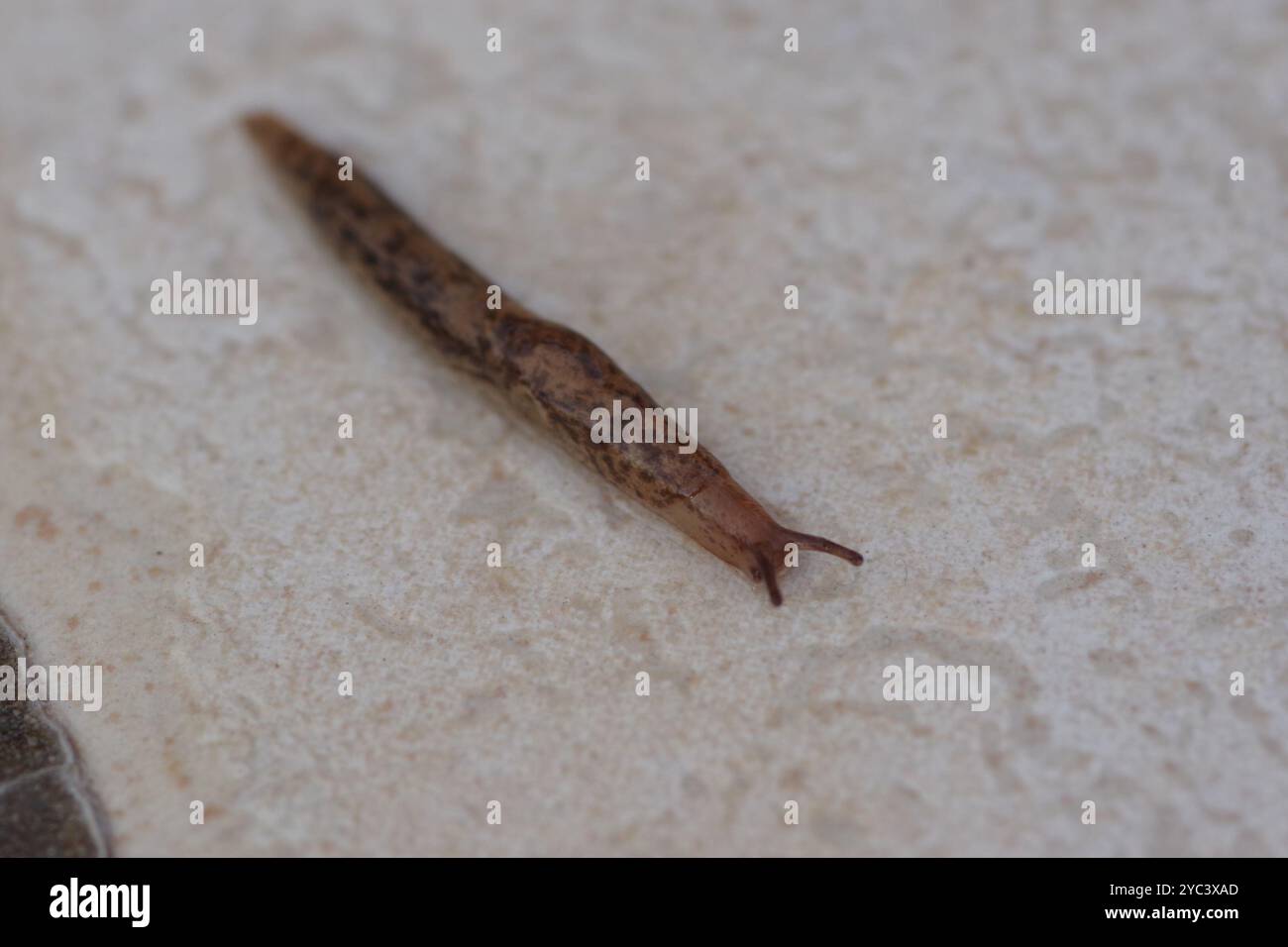 Milky Slug (Deroceras reticulatum) Mollusca Stock Photo - Alamy