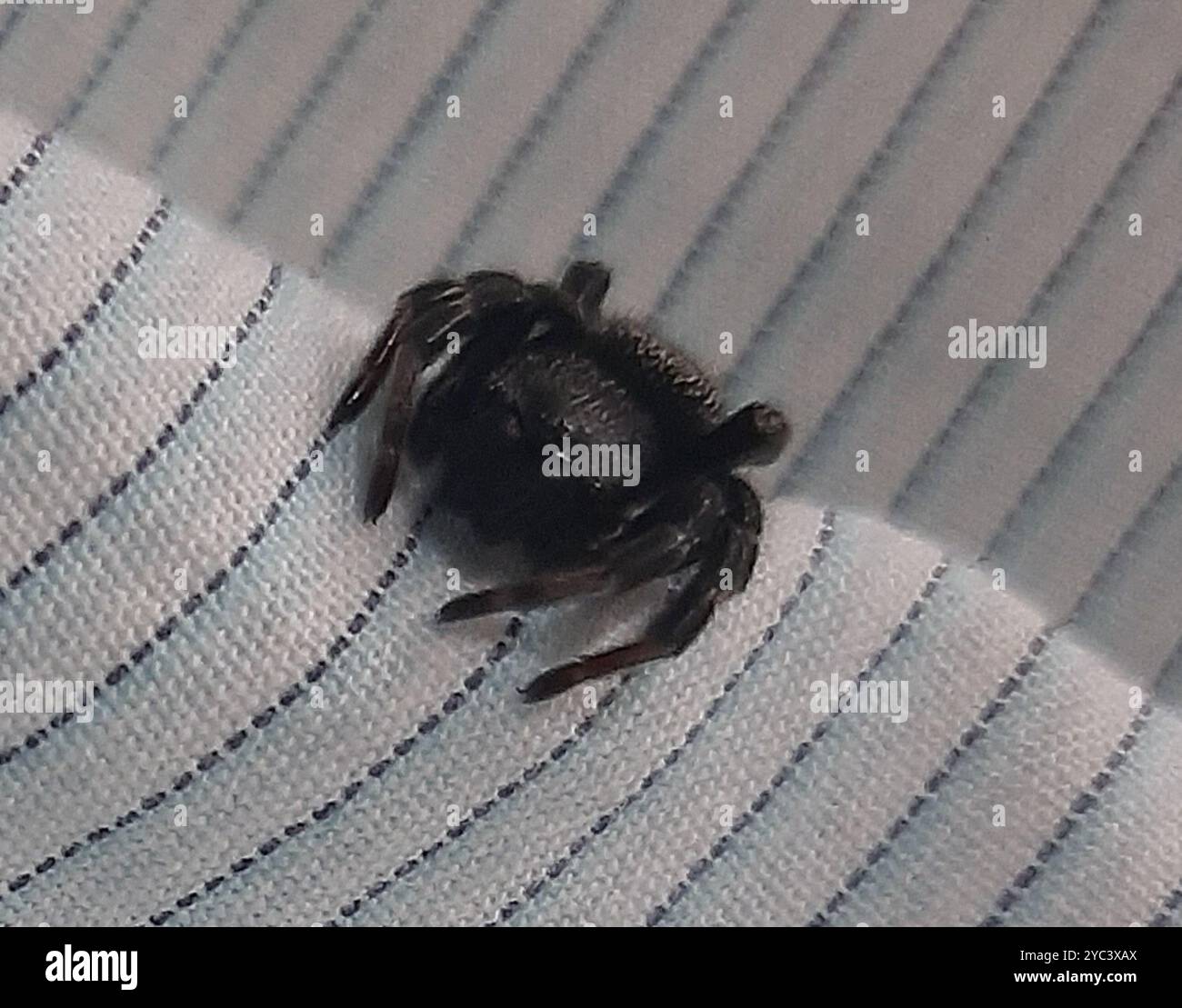 Tree Velvet Spiders (Gandanameno) Arachnida Stock Photo - Alamy