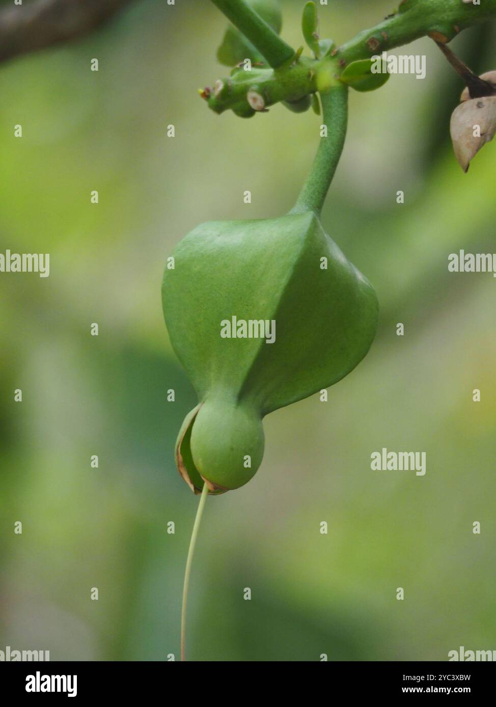 Fish Poison Tree (Barringtonia asiatica) Plantae Stock Photo - Alamy