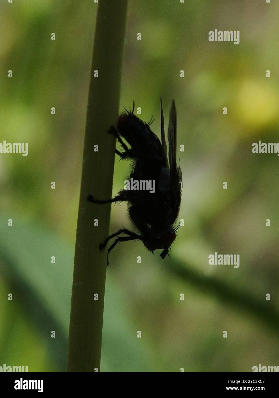 Common Flesh Flies (Sarcophaga) Insecta Stock Photo - Alamy