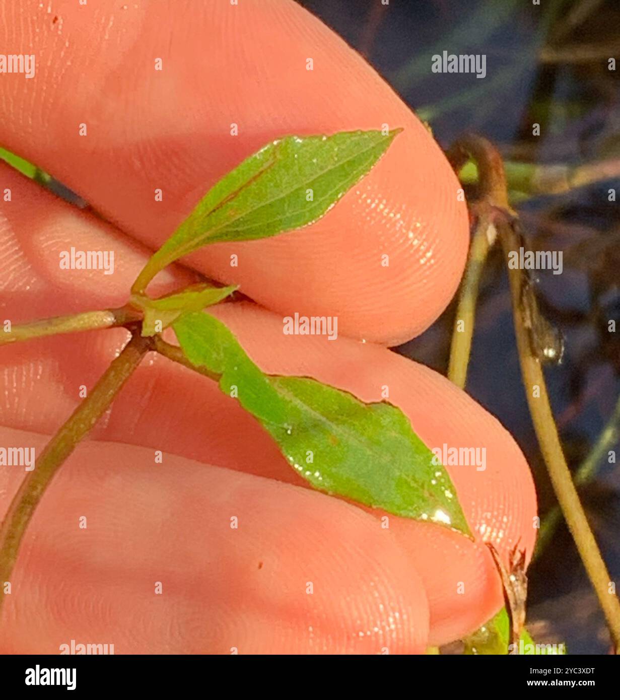 Oppositeleaf Spotflower (Acmella repens) Plantae Stock Photo - Alamy