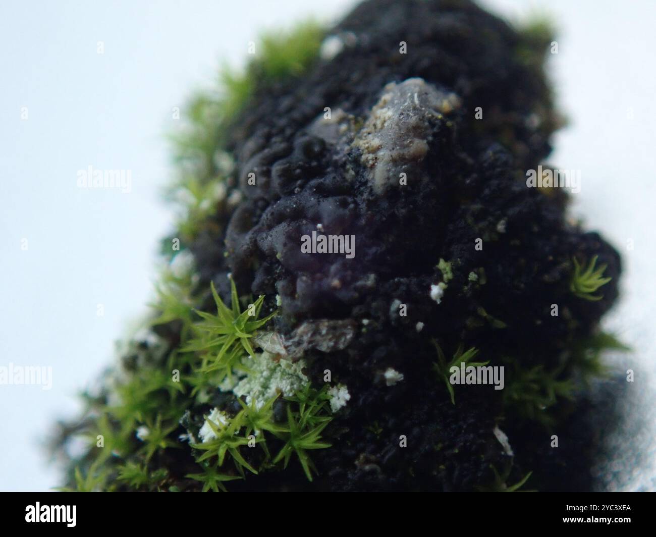 Tree Jelly Lichens (Collema) Fungi Stock Photo - Alamy