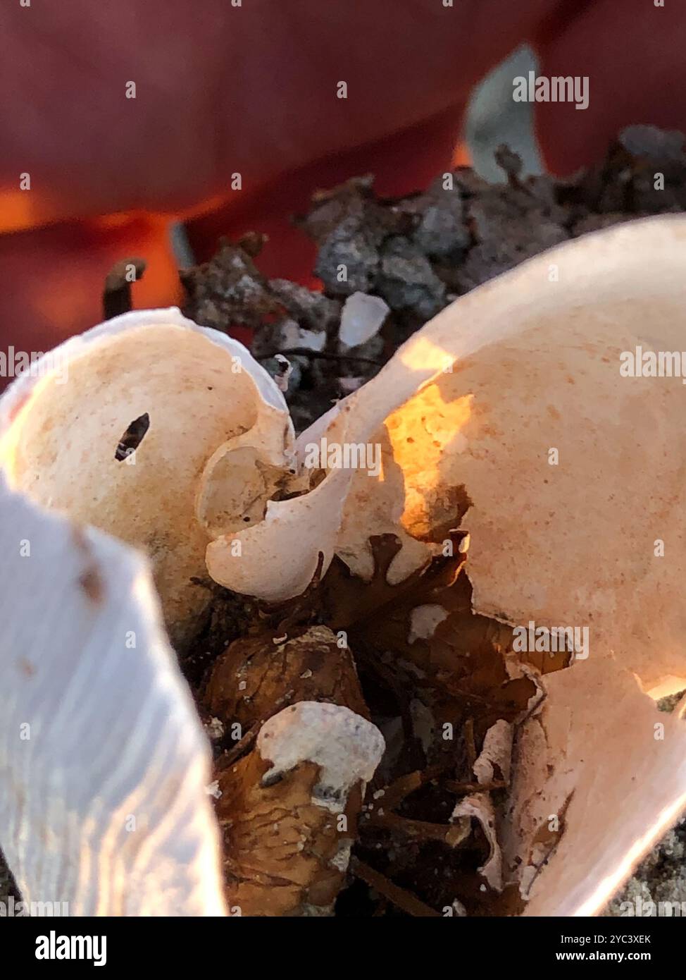 Boring Softshell Clam (Platyodon cancellatus) Mollusca Stock Photo - Alamy