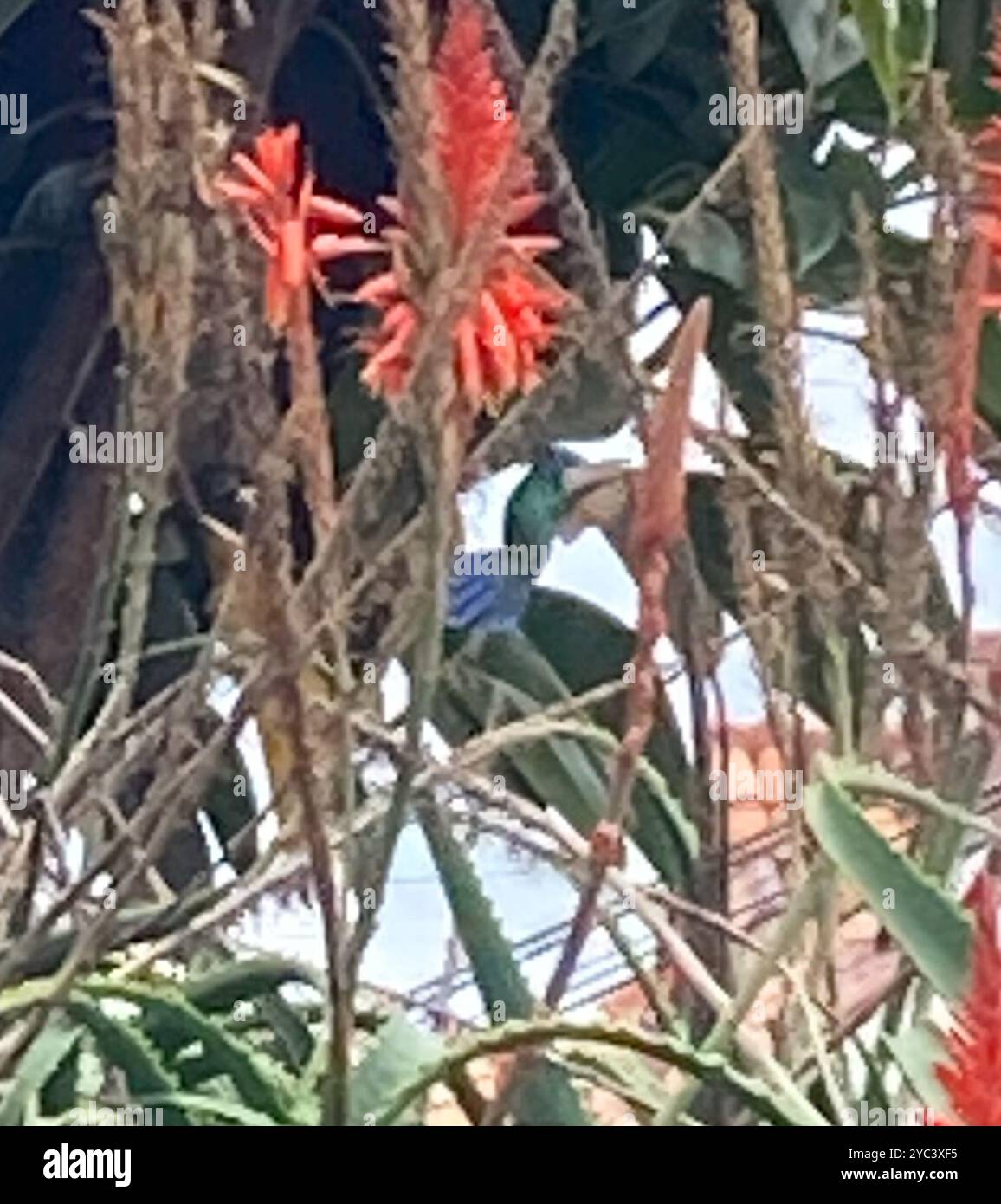 Sparkling Violetear (Colibri coruscans) Aves Stock Photo - Alamy