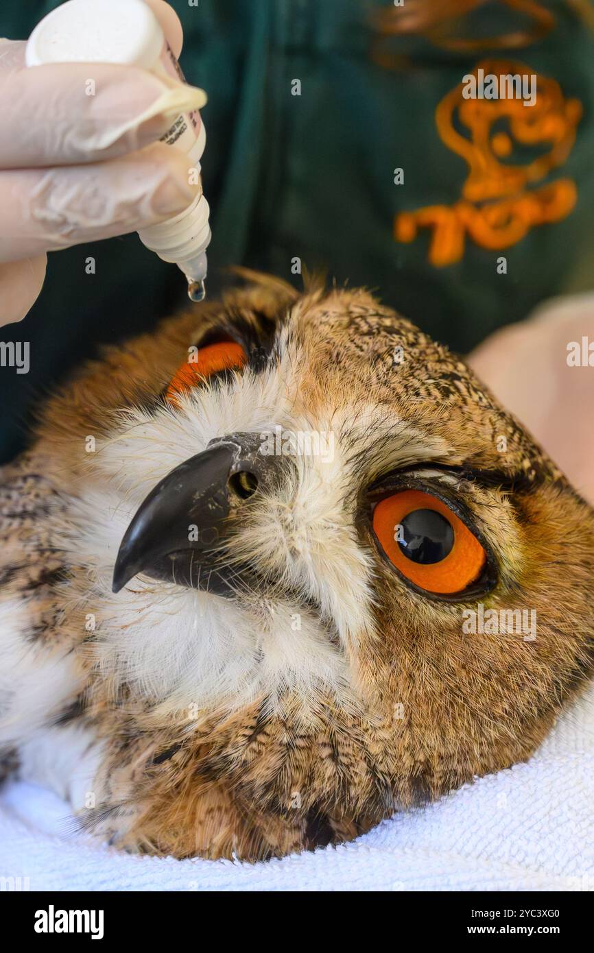 Veterinary Medical staff is administering eye drops medication to a ...