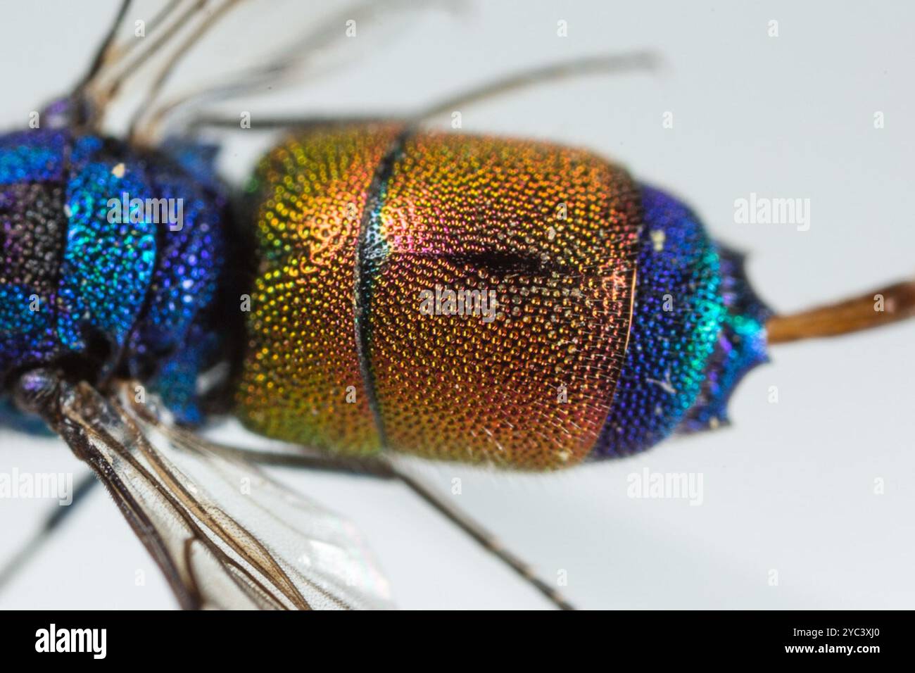 (Chrysis splendidula) Insecta Stock Photo - Alamy