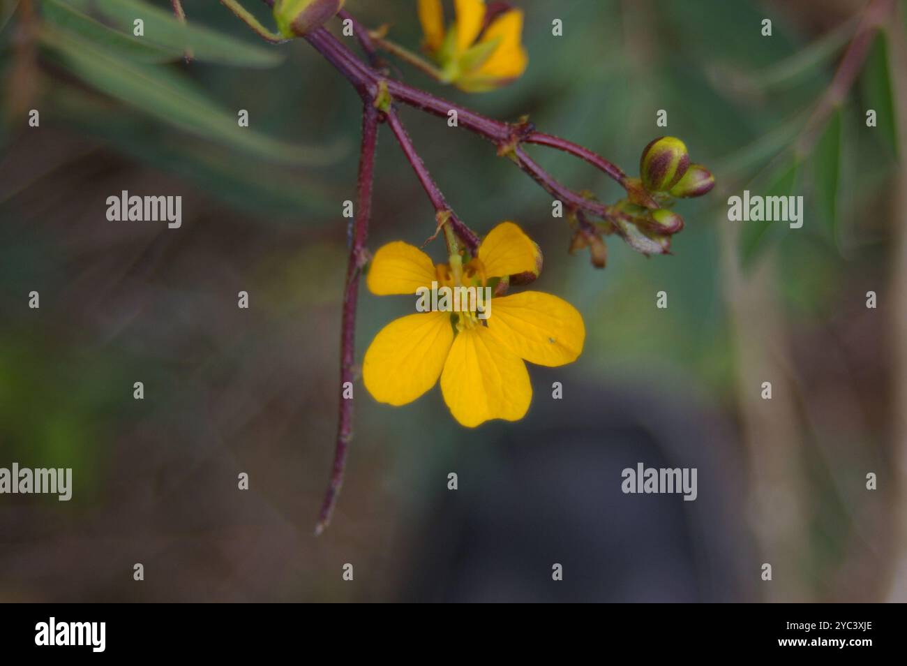 Coffee Senna (Senna occidentalis) Plantae Stock Photo - Alamy