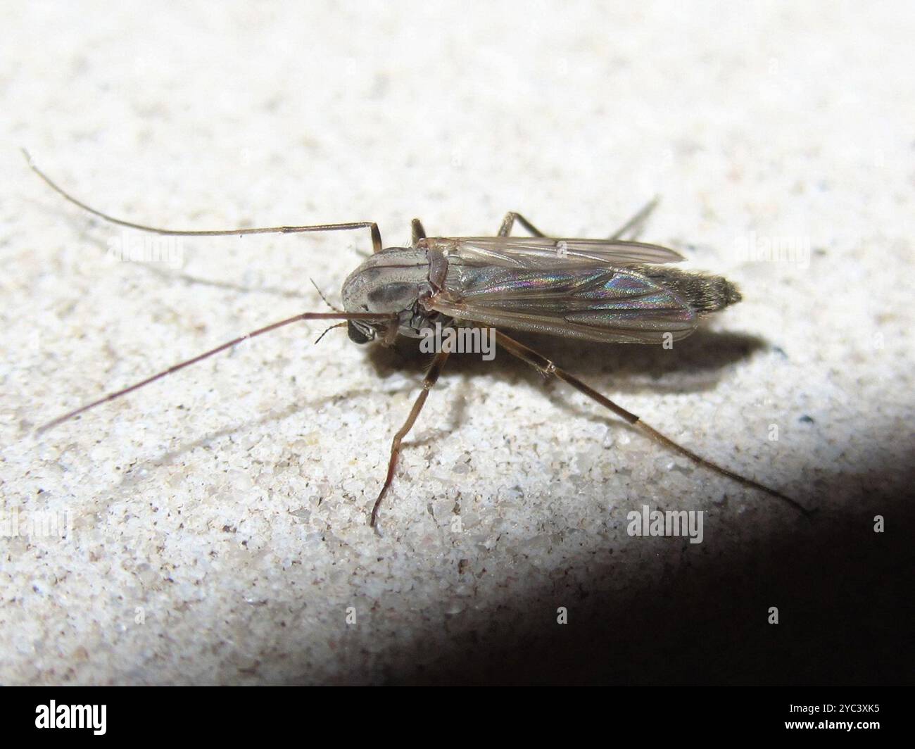 Non-biting Midges (Chironomidae) Insecta Stock Photo - Alamy