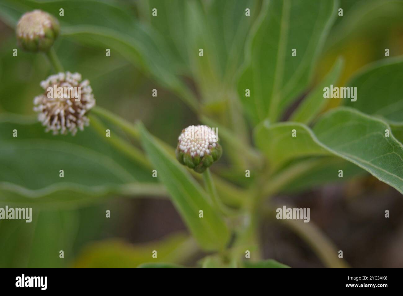 (Scalesia pedunculata) Plantae Stock Photo - Alamy