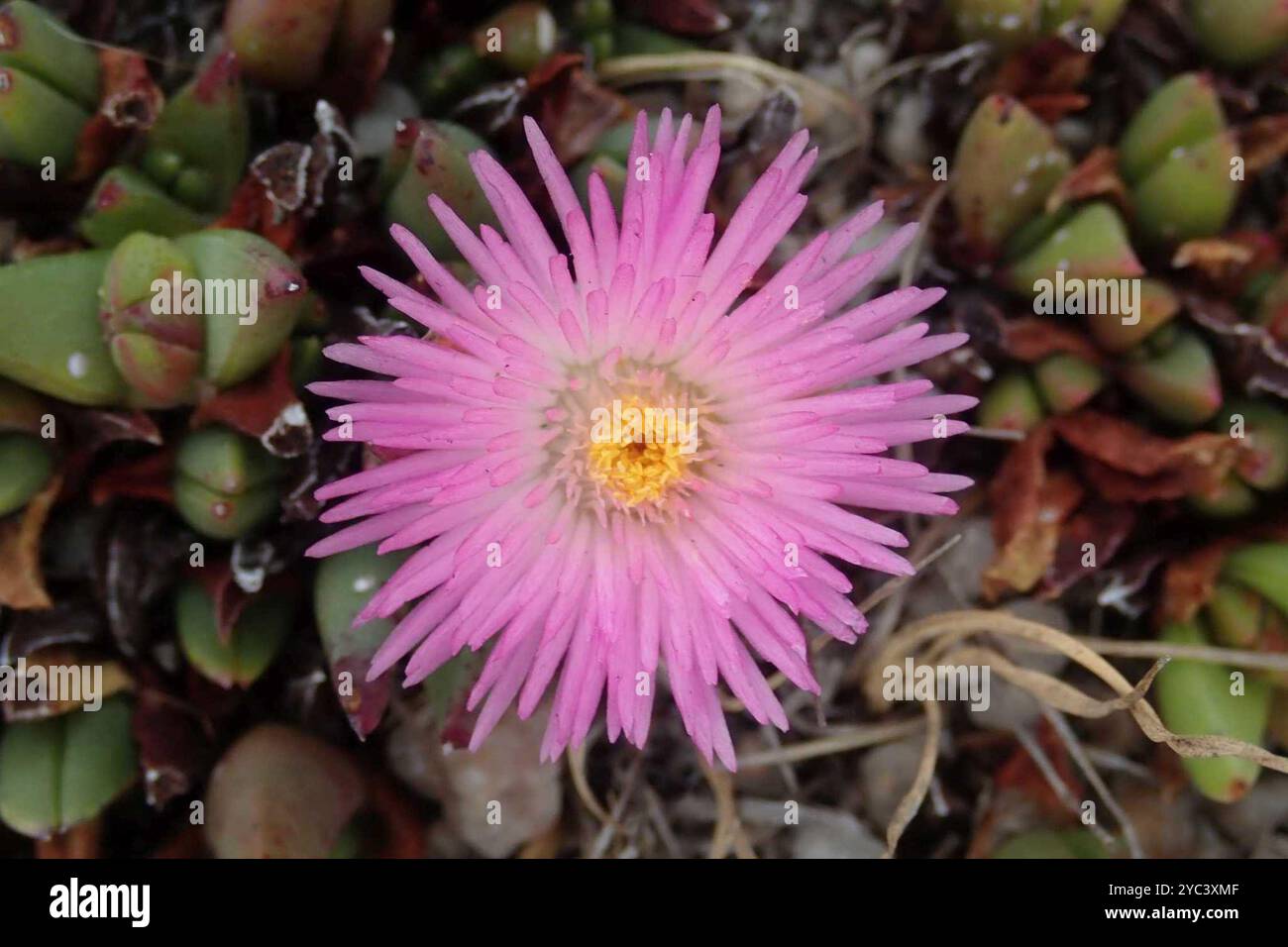 Stubby Rootfig (Khadia alticola) Plantae Stock Photo - Alamy