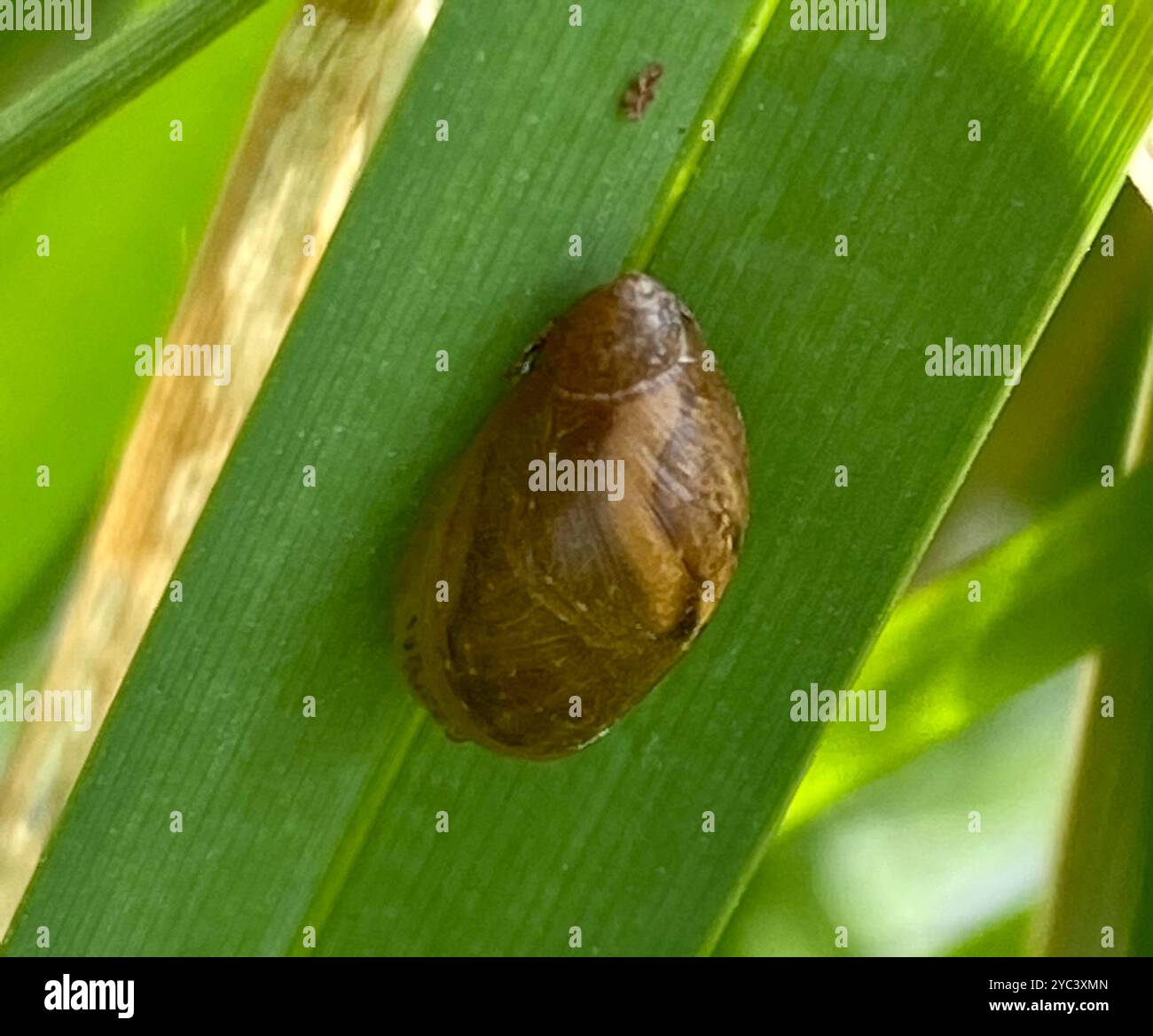 Common European Ambersnail (Succinea putris) Mollusca Stock Photo - Alamy