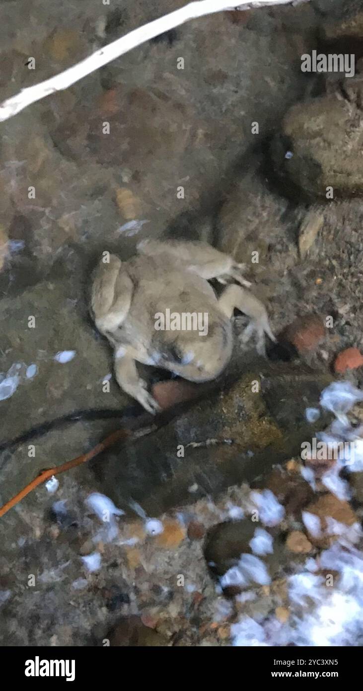 Foothill Yellow-legged Frog (Rana boylii) Amphibia Stock Photo - Alamy