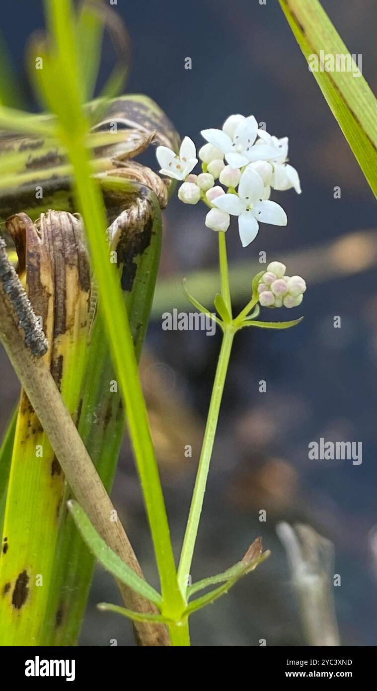 Common Marsh-bedstraw (Galium palustre) Plantae Stock Photo - Alamy