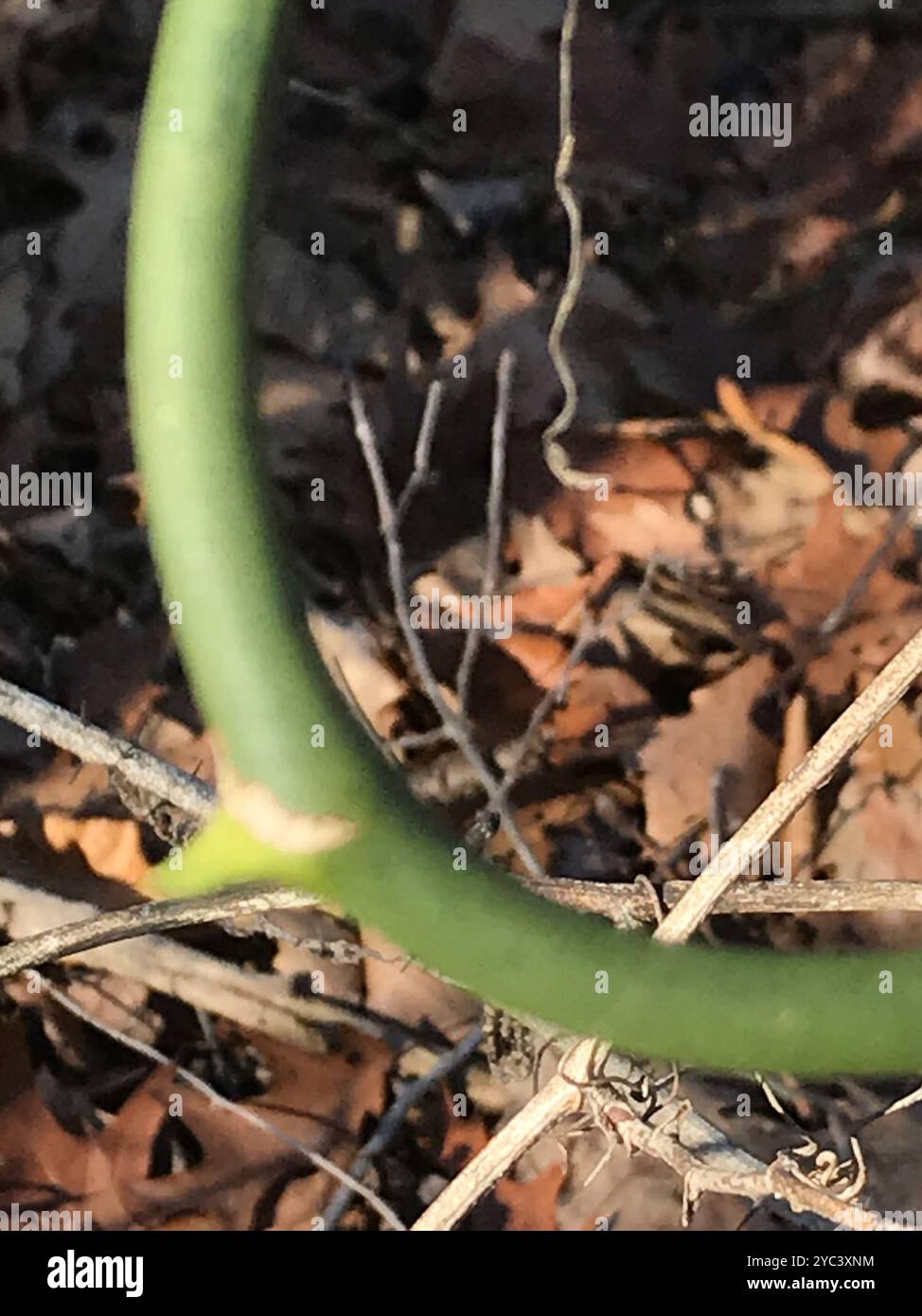 greenbriers (Smilax) Plantae Stock Photo - Alamy