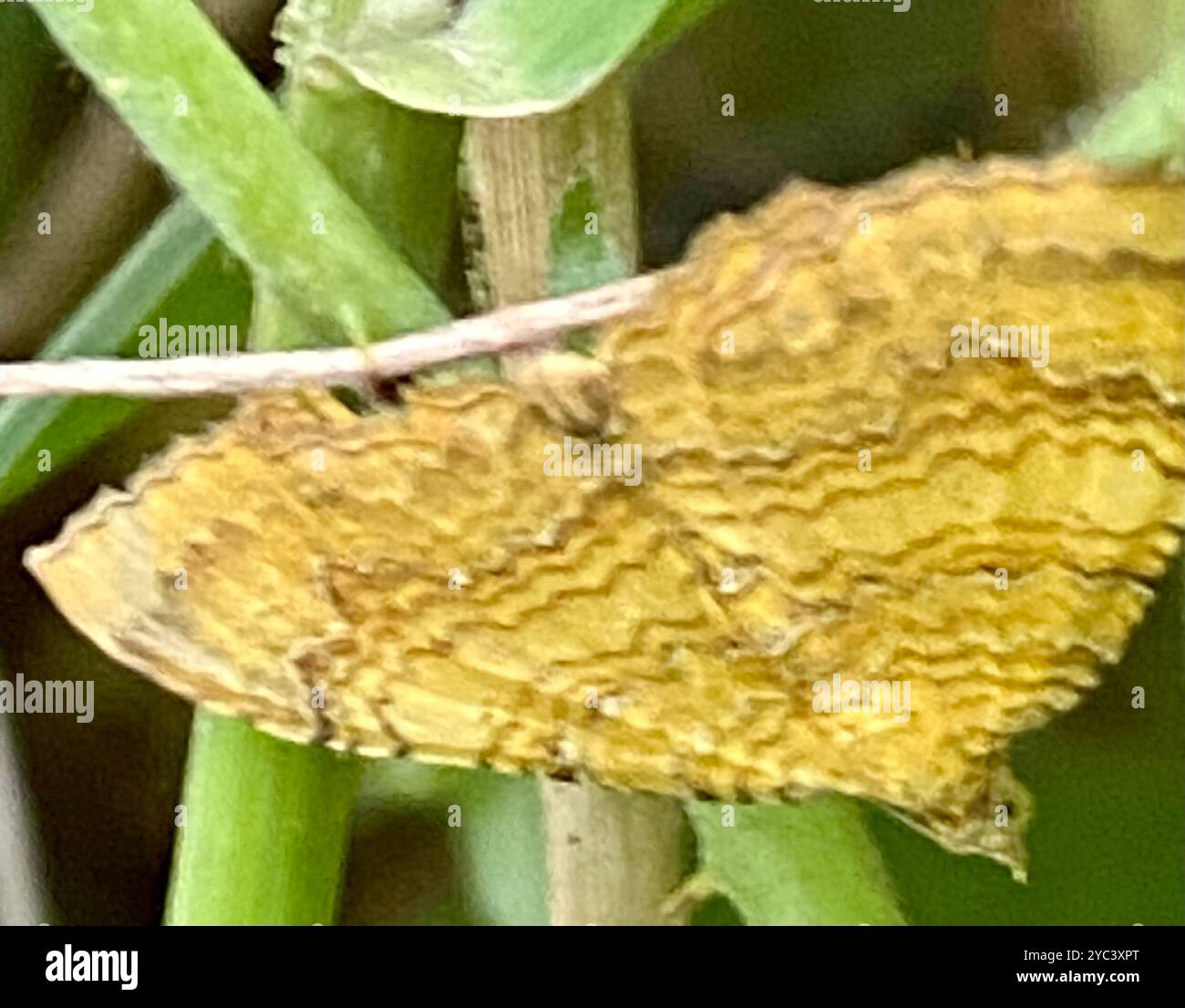 Yellow Shell Moth (Camptogramma bilineata) Insecta Stock Photo - Alamy