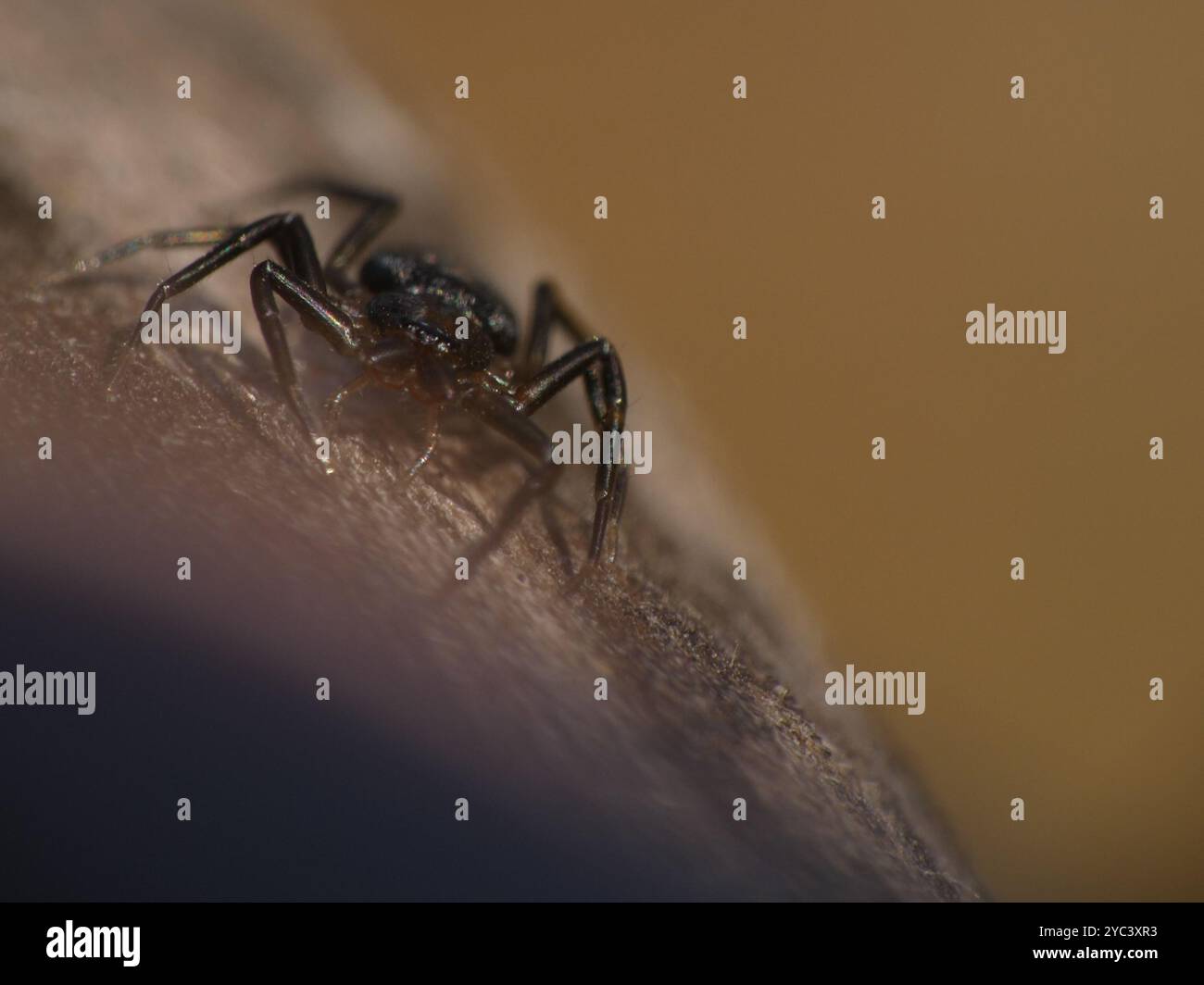 Scorpion Spiders (Trochanteriidae) Arachnida Stock Photo - Alamy