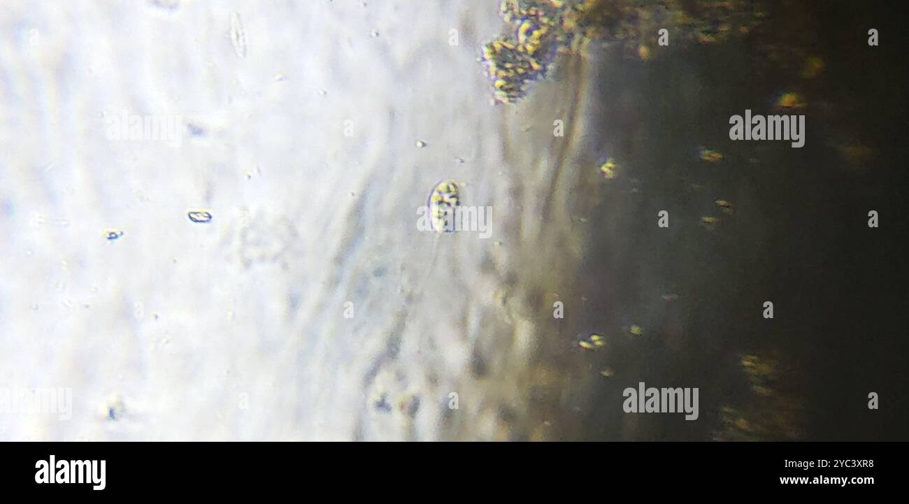 euglenids (Euglenida) Protozoa Stock Photo - Alamy