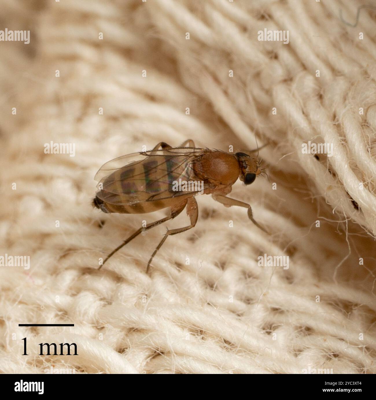 Scaled Hump-backed Fly (Megaselia scalaris) Insecta Stock Photo - Alamy