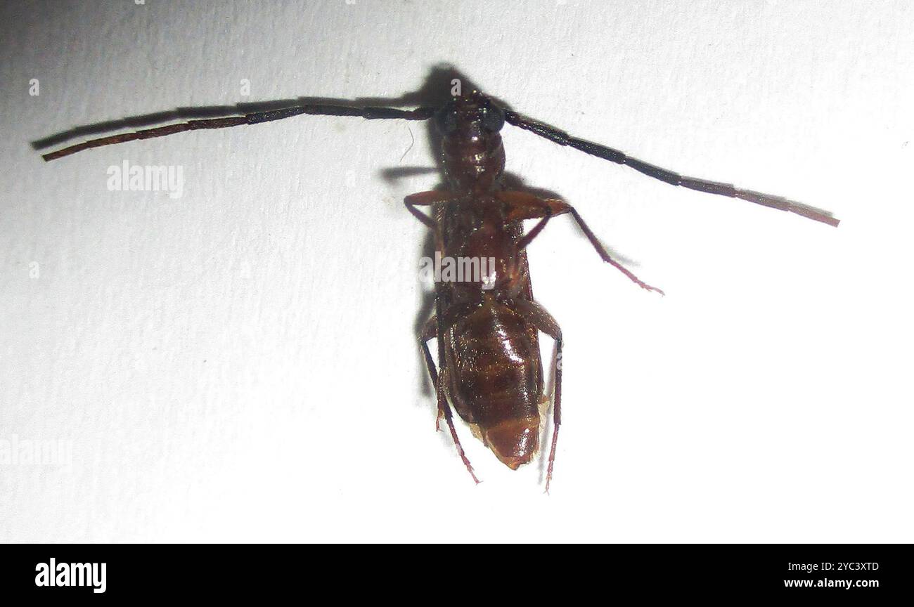 (Tallyrama testacea) Insecta Stock Photo - Alamy