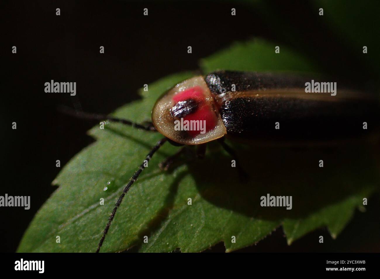 Common Eastern Firefly (Photinus pyralis) Insecta Stock Photo - Alamy