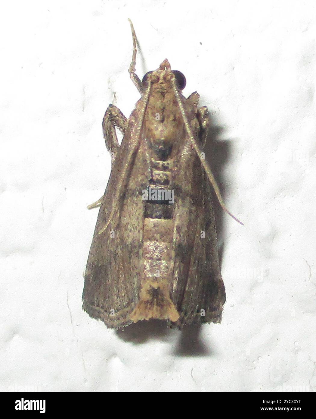 Butterflies and Moths (Lepidoptera) Insecta Stock Photo - Alamy