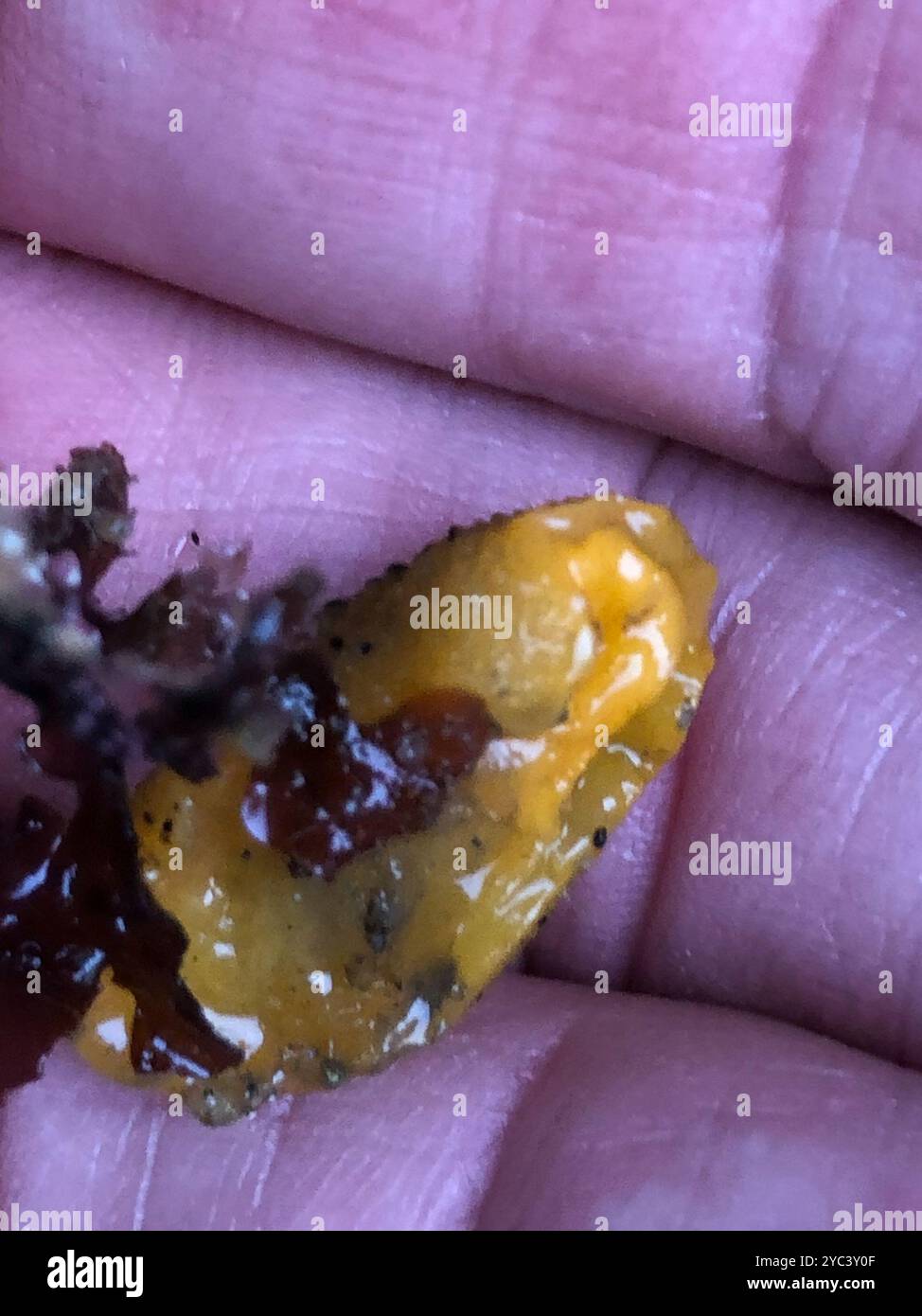 Monterey Dorid (Doris montereyensis) Mollusca Stock Photo - Alamy